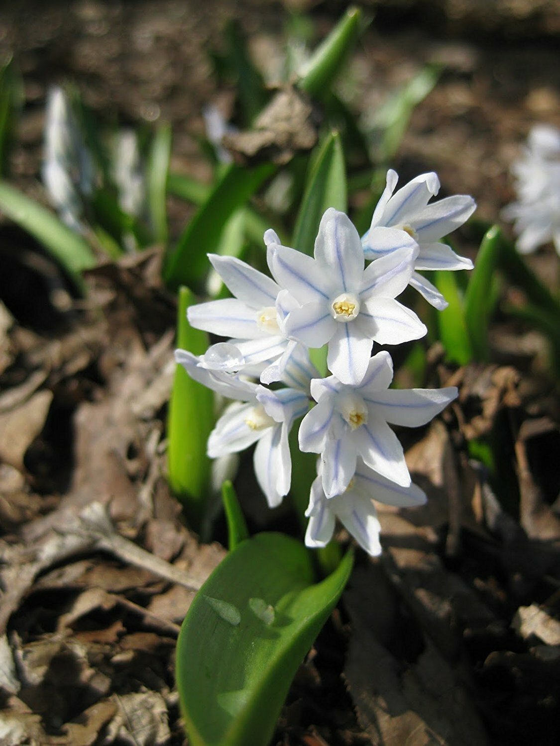 1-200 PUSCHKINIA LIBANOTICA (RUSSIAN SNOWDROP) BULBS GARDEN SPRING ...