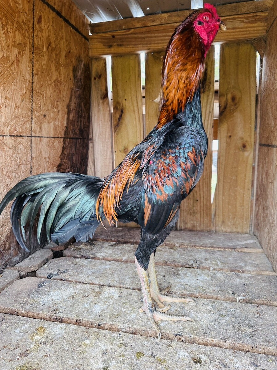 Asil Hen Asil Hen Poultry Farming Chicken Breeds Stock Illustration