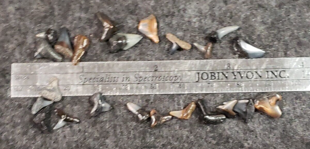 Lot of 20+ Prehistoric Fossil Shark Teeth COOL Shark Tooth Collection ...