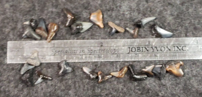 Lot of 20+ Prehistoric Fossil Shark Teeth COOL Shark Tooth Collection ...