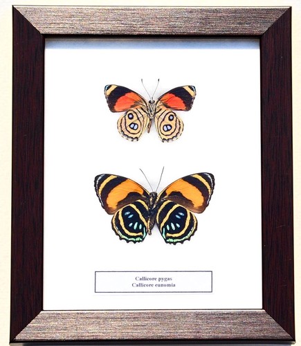 REAL CALLICORE PYGAS & EUNOMIA; EIGHTY EIGHT IN FRAMED DISPLAY ...