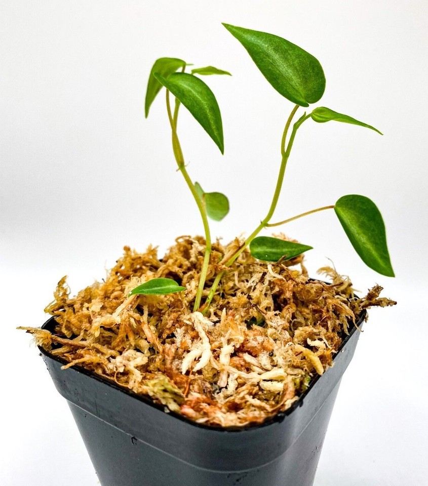 Peperomia eburnea (2.5" Pot) / Rare Live Plant / Dart Frog Terrarium ...