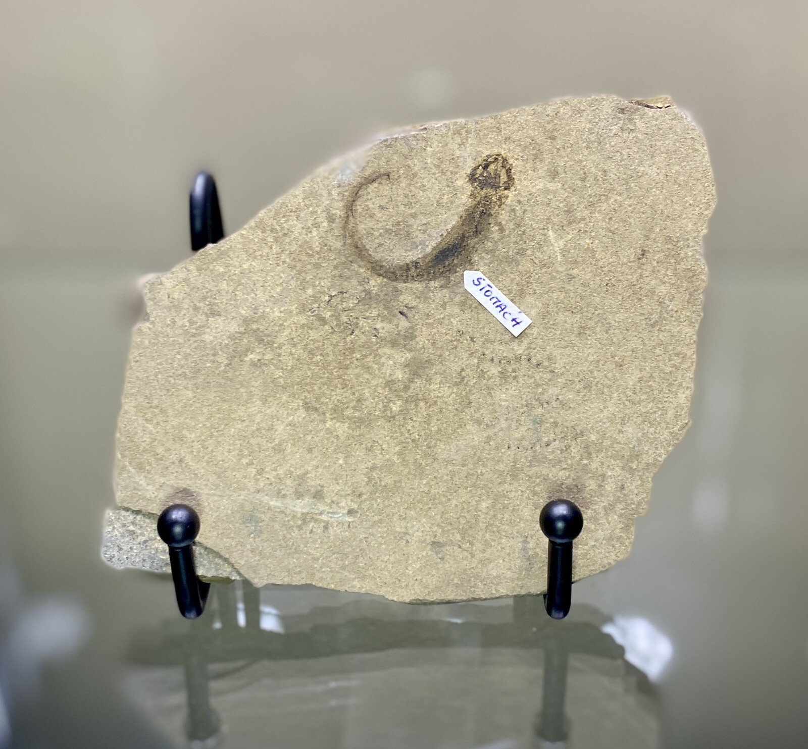 Branchiosaurus Amphibian w/ Stomach Content Fossil #2 -Permian Period ...