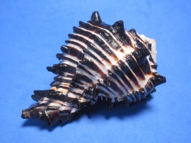Murex Hexaplex radix (Gmelin, 1791) "BEAUTIFUL!" (99.4mm) | eBay