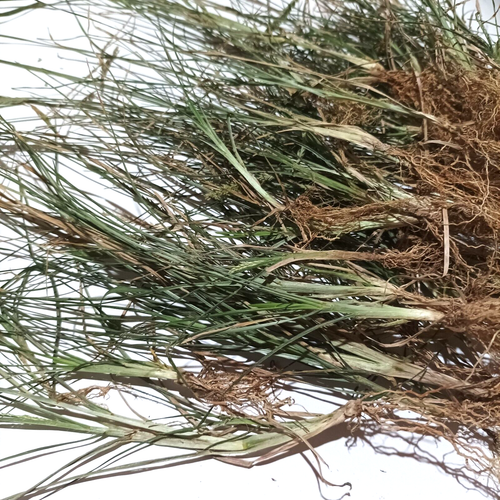 Ayurvedic Dry Paragis Plant 2oz Eleusine Indica Goosegrass Family ...