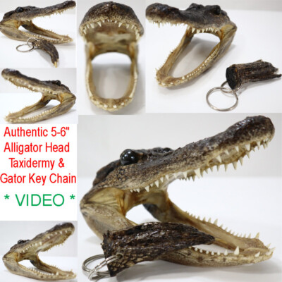Authentic 5-6" Alligator Head Real Alligator Taxidermy & Gator Key ...