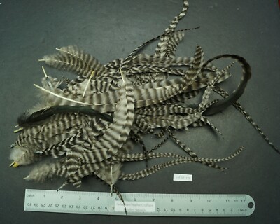 Feathers - Grizzly Rooster Necks