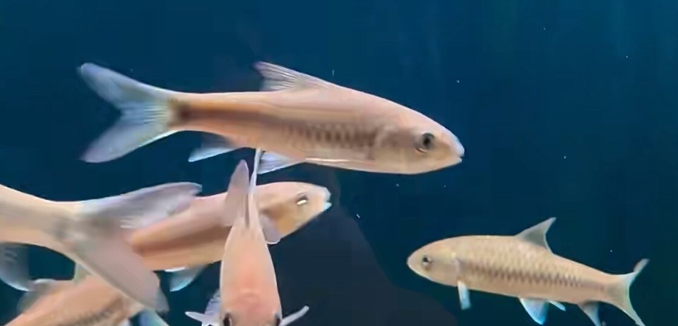 LIVE TROPICAL Fish-Thai Blue Mahseer (Neolissochilus Stracheyi) 5.5 ...