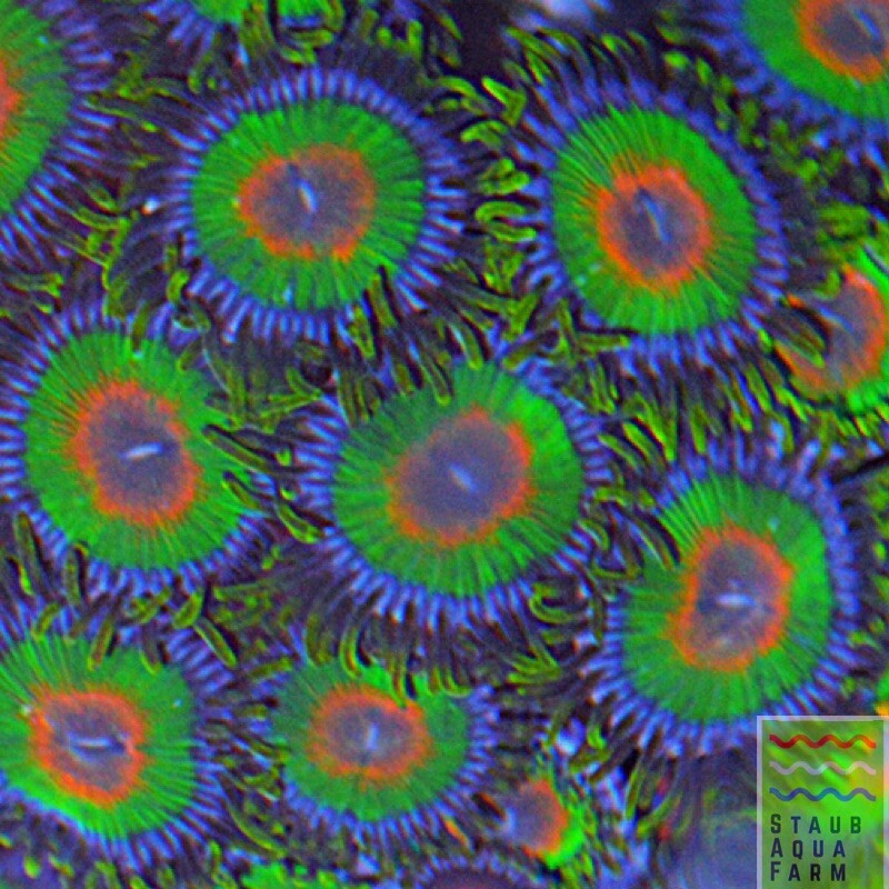 SAF~ Rasta Zoanthid Single Polyp Frag, Palythoa, Paly, Zoa, Coral ...