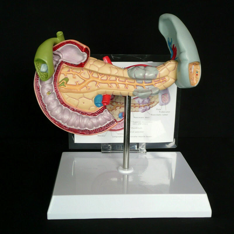 Pancreatic Duct Model