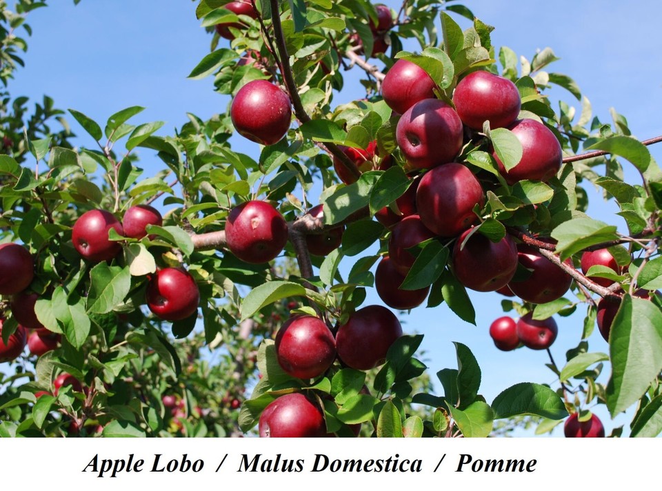 Seed Lobo Apple Malus Domestica Lobo Red Fruit Very JUICY Plant Bonsai ...