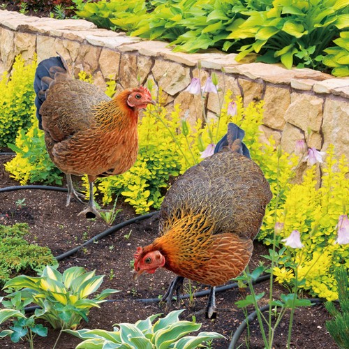 2pcs metal chicken yard art Creative Multi-use Realistic Garden Chicken ...