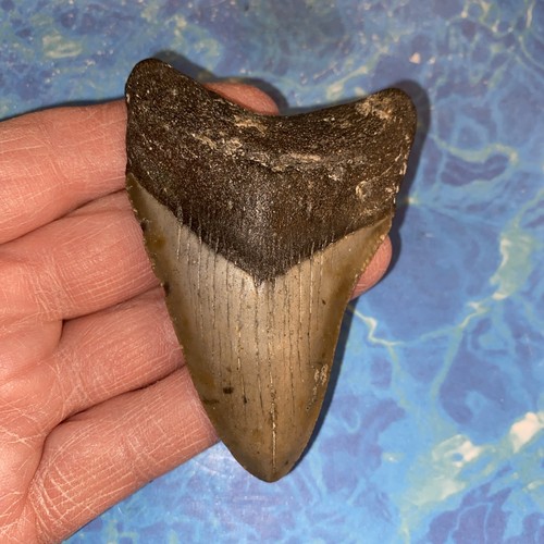 MEGALODON SHARK TOOTH 3.18” HUGE TEETH MEG SCUBA DIVER DIRECT FOSSIL NC ...