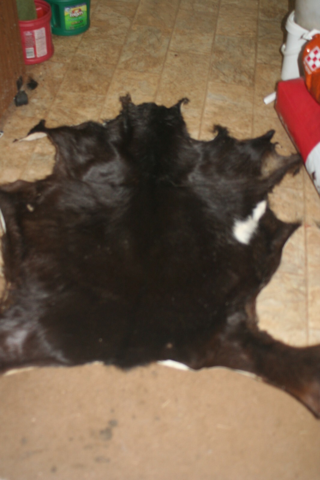 GOAT KID HIDE / PELT SALT DRIED ALL NATURAL MADE IN USA | eBay