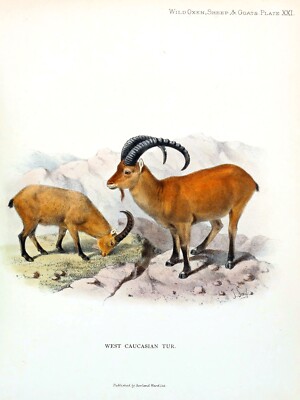 10567.Decoration Poster.Home Room wall.Art print design.Goat.Caucasian ...