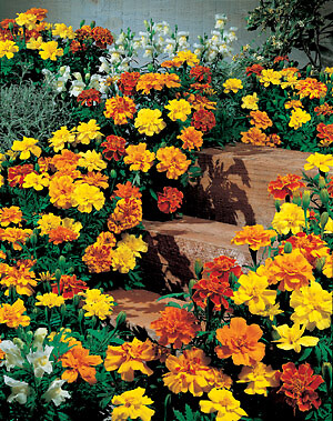 Marigold Safari Mix 1,000 seeds | eBay