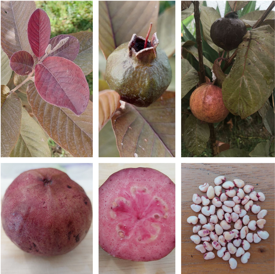 RARE 60 Psidium guajava ssp. seeds Purple guava Guayaba morada semillas ...