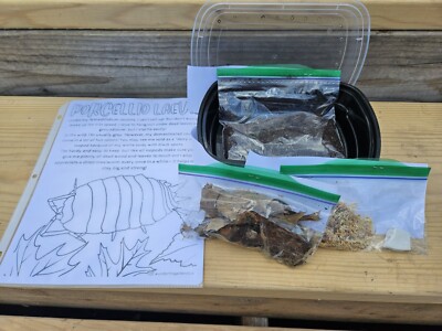 Isopod Starter Kit With Isopods! | eBay