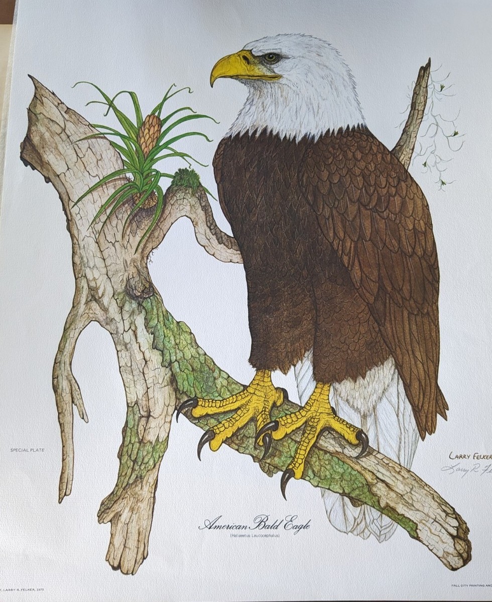 American Eagle Drawing