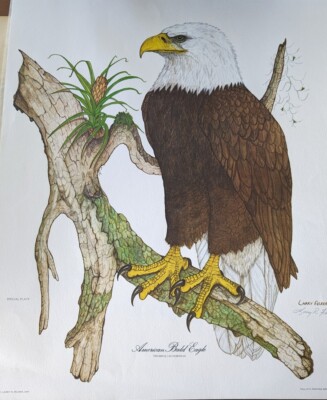 Vintage American Bald Eagle Lithograph Large Signed By Larry Felker ...