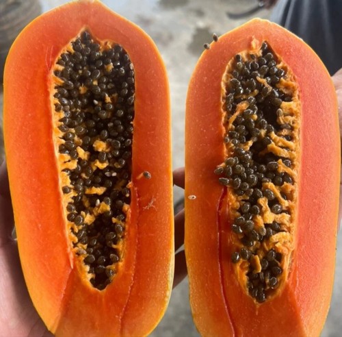 55 Seeds Calina True Dwarf Papaya FRESH Seeds .9 months from seeds ...