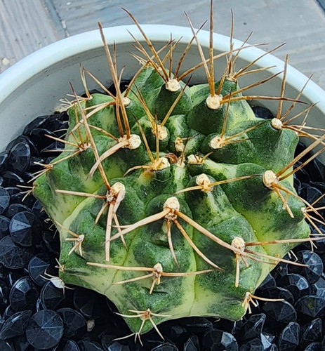 Gymnocalycium Variegated Clone Moon Radius Yellow Green Tone Rare ...