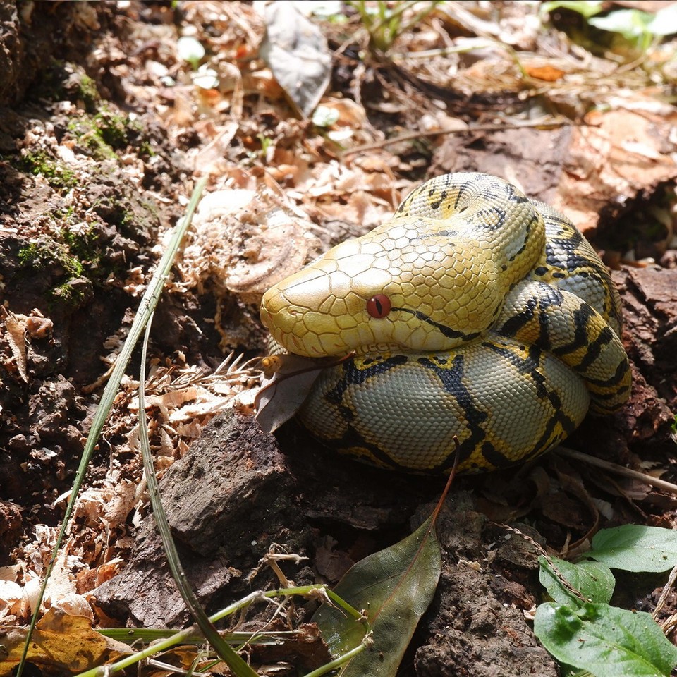【In-Stock】 Animal Heavenly Body Reticulated Python reticulatus Snake ...