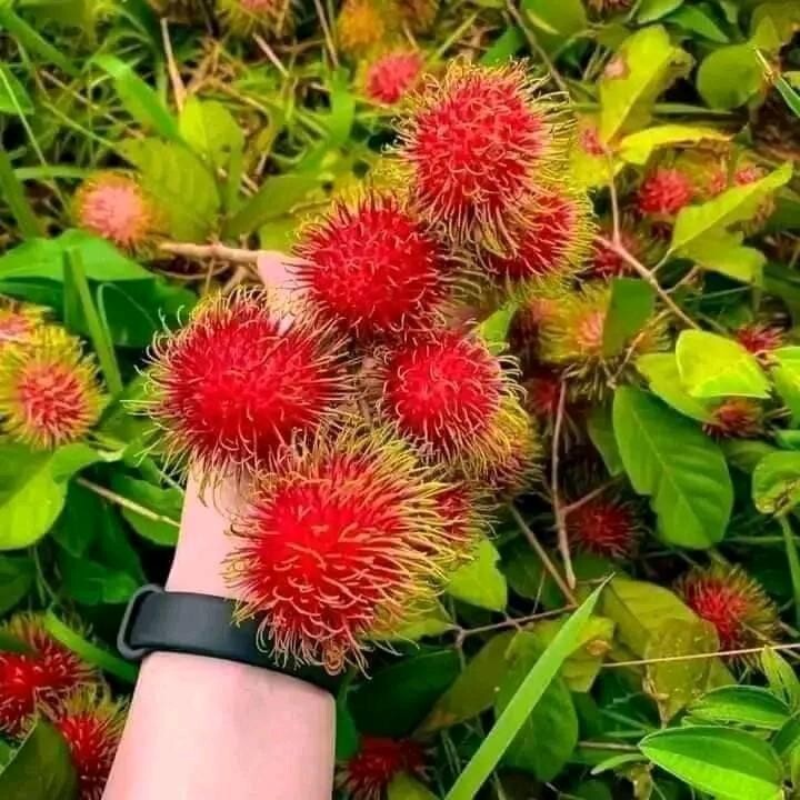 Rambutan Tree Flower