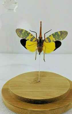 F31 Taxidermy Entomology Pyrops lanternfly Planthopper Glass Dome ...