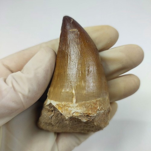 Genuine Prognathodon Mosasaurus Fossil Tooth 72-66 Million Years Old | eBay