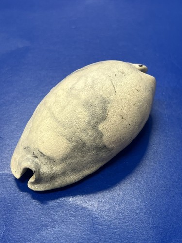 RARE Fossilized COWRIE Shell From Central Florida Pliocene Era. | eBay