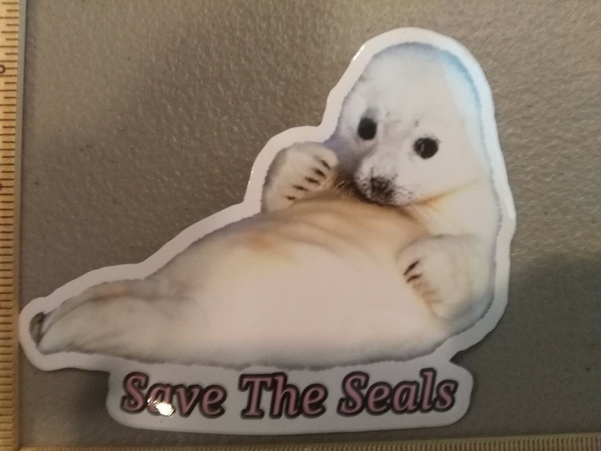 Funny Baby Seals Animal Adorable Baby Seal And Mom | Baby Animals