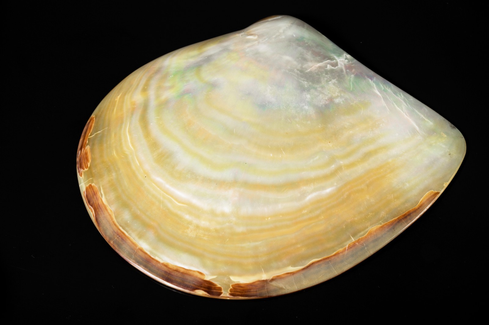 Black Mother of Pearl Polished Sea Shell Plate Jewelry Seashell ...