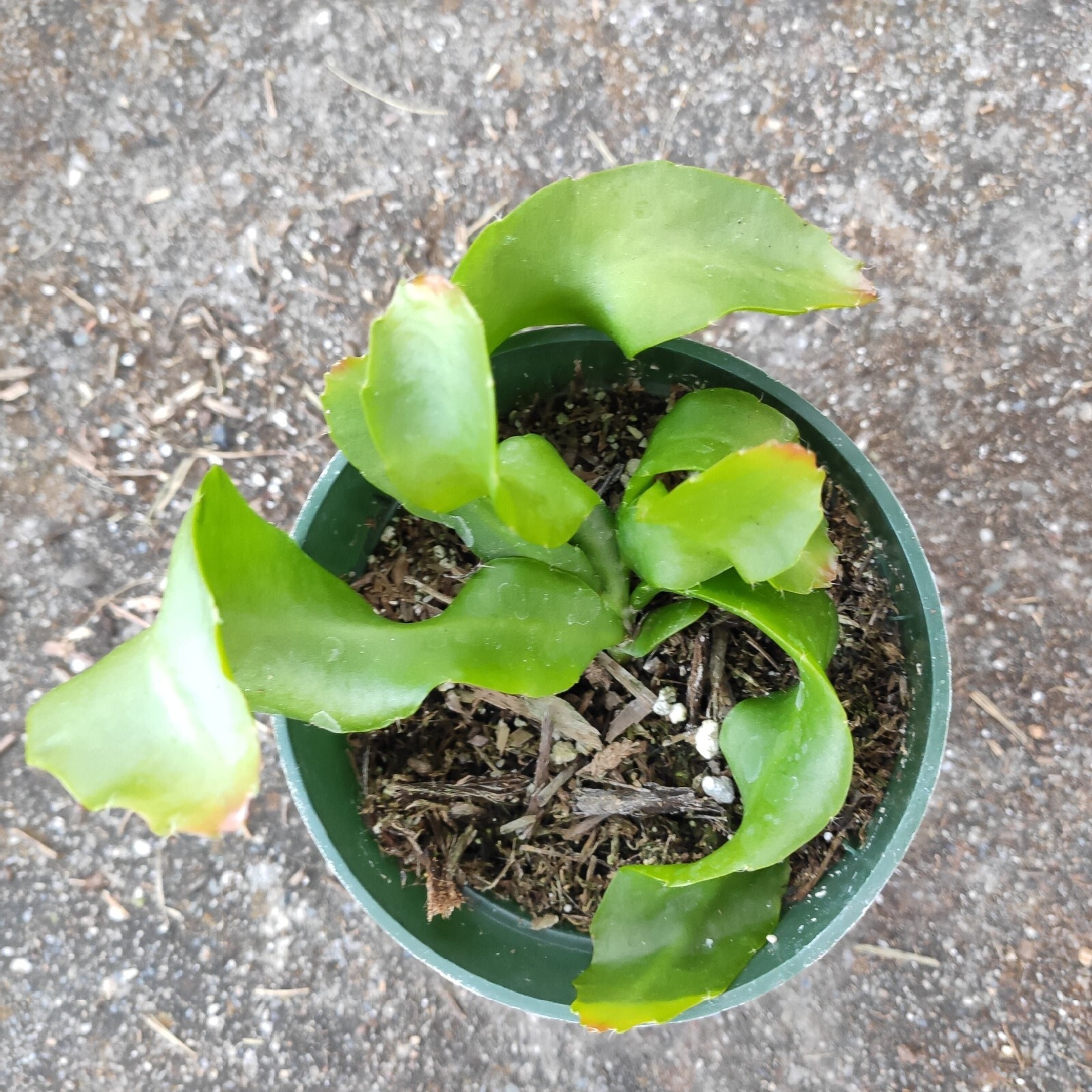 Epiphyllum Curly Locks Orchid Cactus Succulent Live Plant 2in pot | eBay