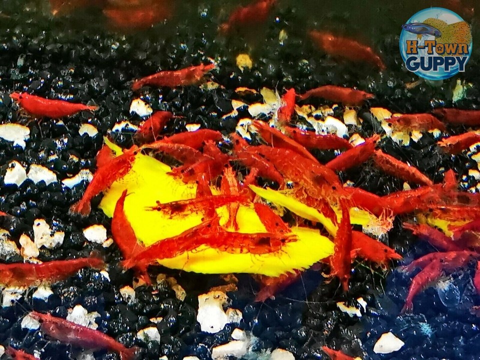 10+1 Fire Red Cherry - Freshwater Neocaridina Aquarium Shrimp. Live ...