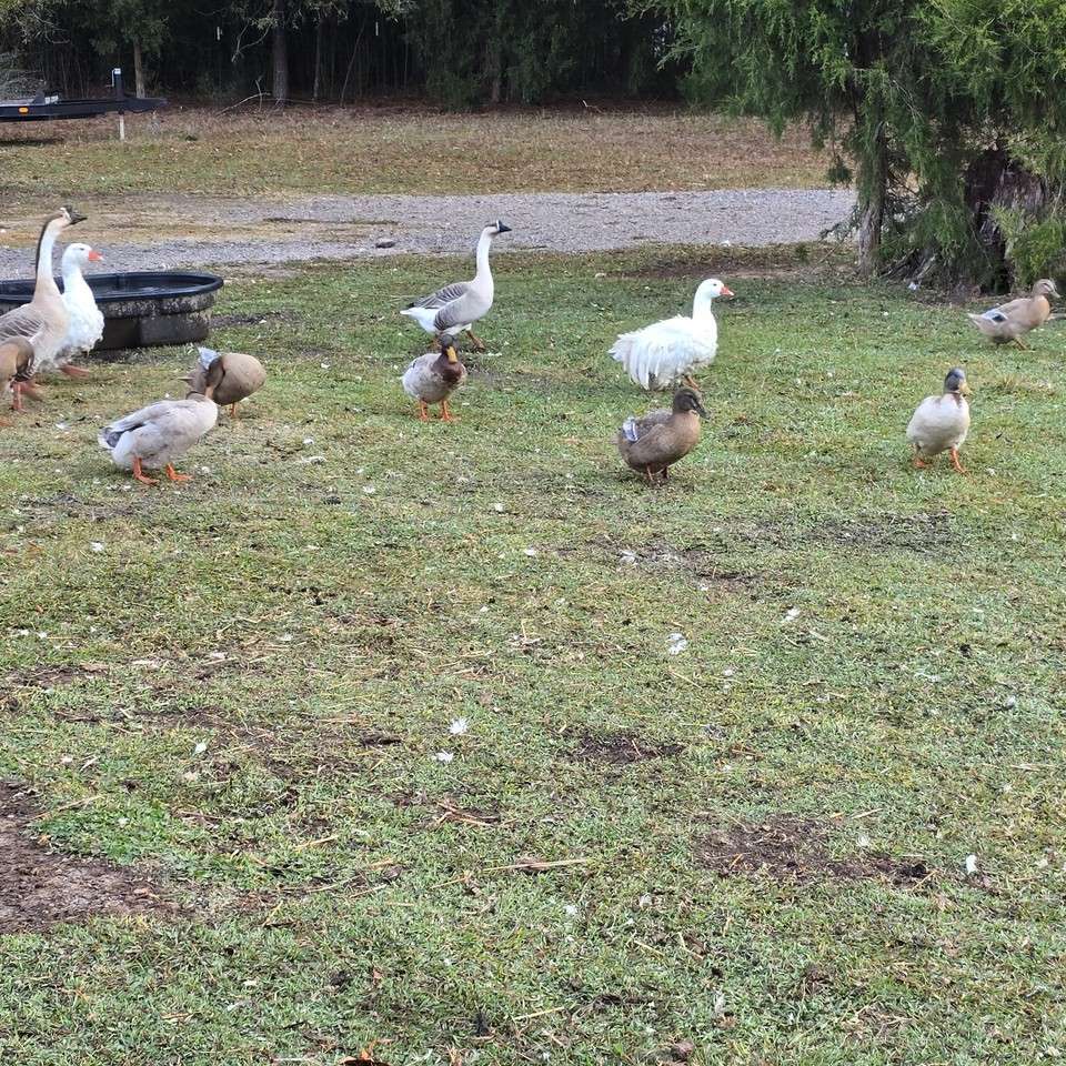 3+ Goose Hatching Eggs White Brown Chinese & White Gray Splash Curly ...
