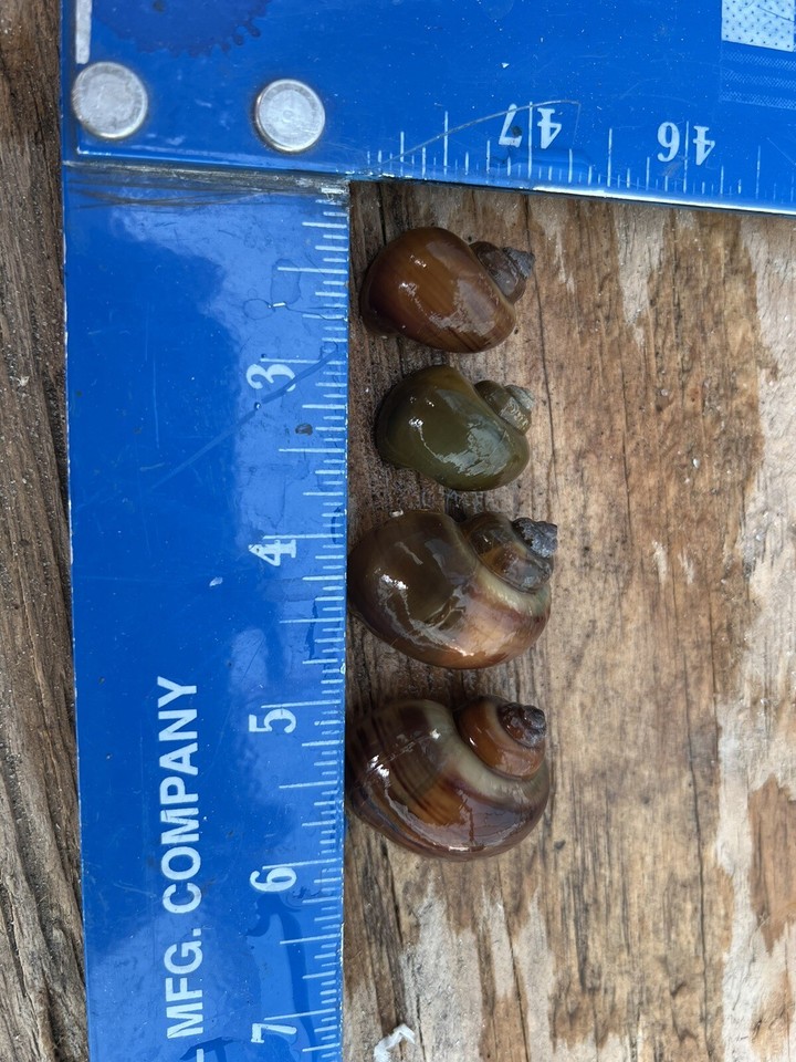 20 Mystery Snails Mixed (Pomacea Bridgesii) Live Freshwater Snail US ...