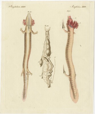 Original Antique Print of the Olm or Proteus, an Aquatic Salamander | eBay