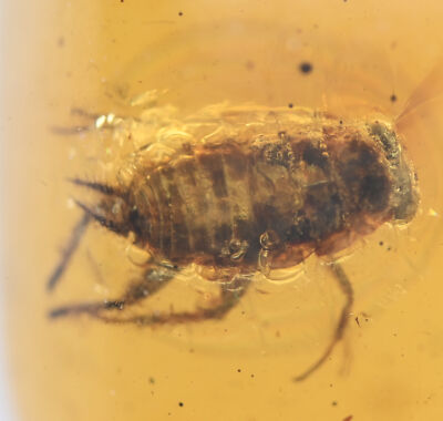 Blattodea (Cockroach), Fossil insect inclusion in Burmese Amber | eBay