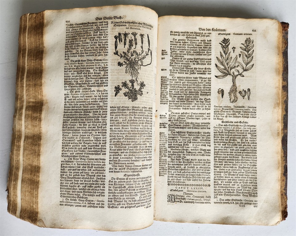 1696 HERBAL BOOK Theatrum botanicum antique ILLUSTRATED FOLIO 1200 ...