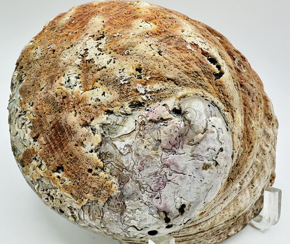 MASSIVE 8.75” Vintage Trophy Red Abalone Shell Haliotis Rufescent With ...