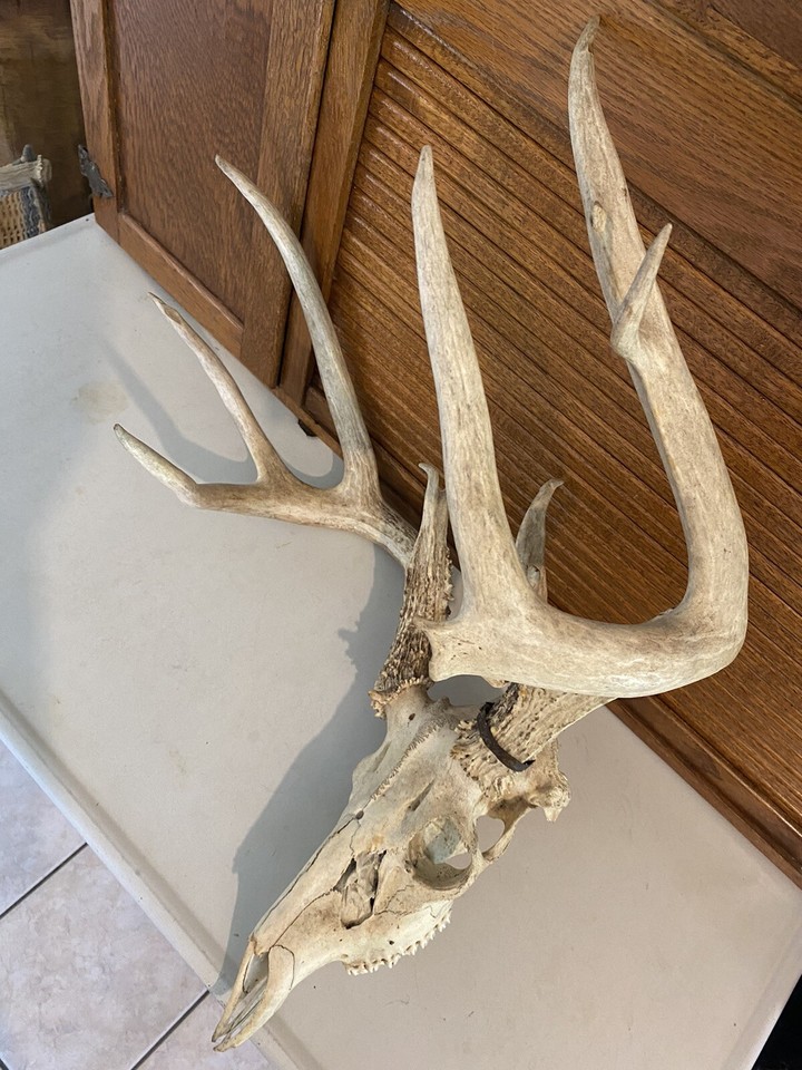 WICKED GIANT WHITETAIL DEER SKULL RACK ANTLERS DISPLAY TAXIDERMY #112 ...
