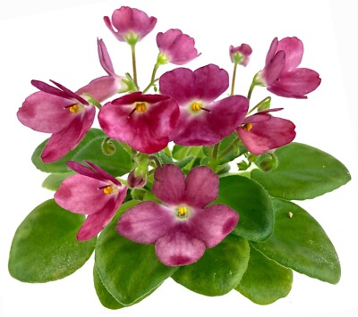 African Violet AV-Chizhik-Pizhik (Mini)--TWO LEAVES | eBay