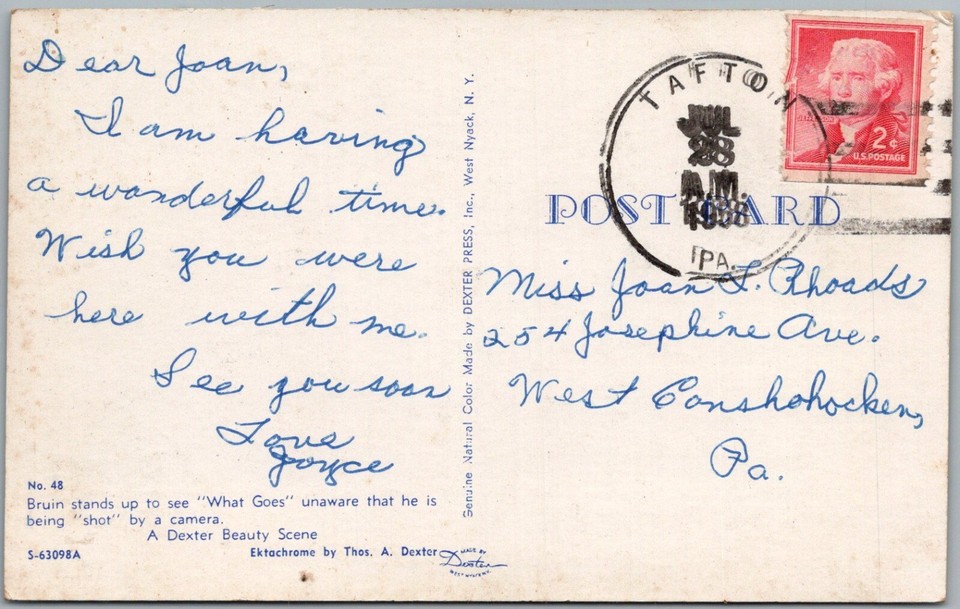 Bear Standing Upright Near Lake Tafton Pennsylvania Cancel Postcard ...