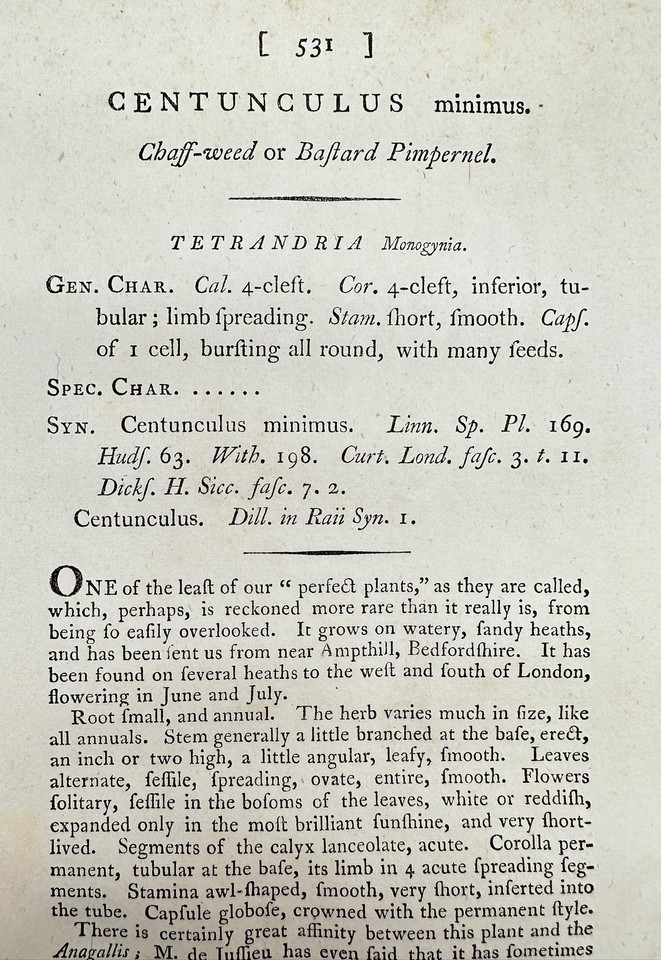 Antique Botanical Print - James Sowerby - Centunculus Minimus - Chaff ...