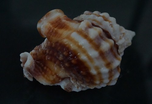 Distorsio Anus 66 mm F+++ one of a kind DOUBLE Mouth FREAK WOW !!! | eBay