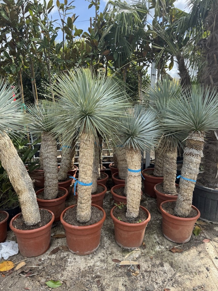 yucca rostrata 160-180 Height 45L Pot very hardy for UK weather 30 ...