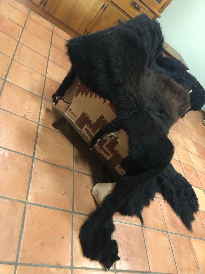 Buffalo Hide Rug, 'X-Large BULL” Premium Winter Coat Tanned Bison | eBay