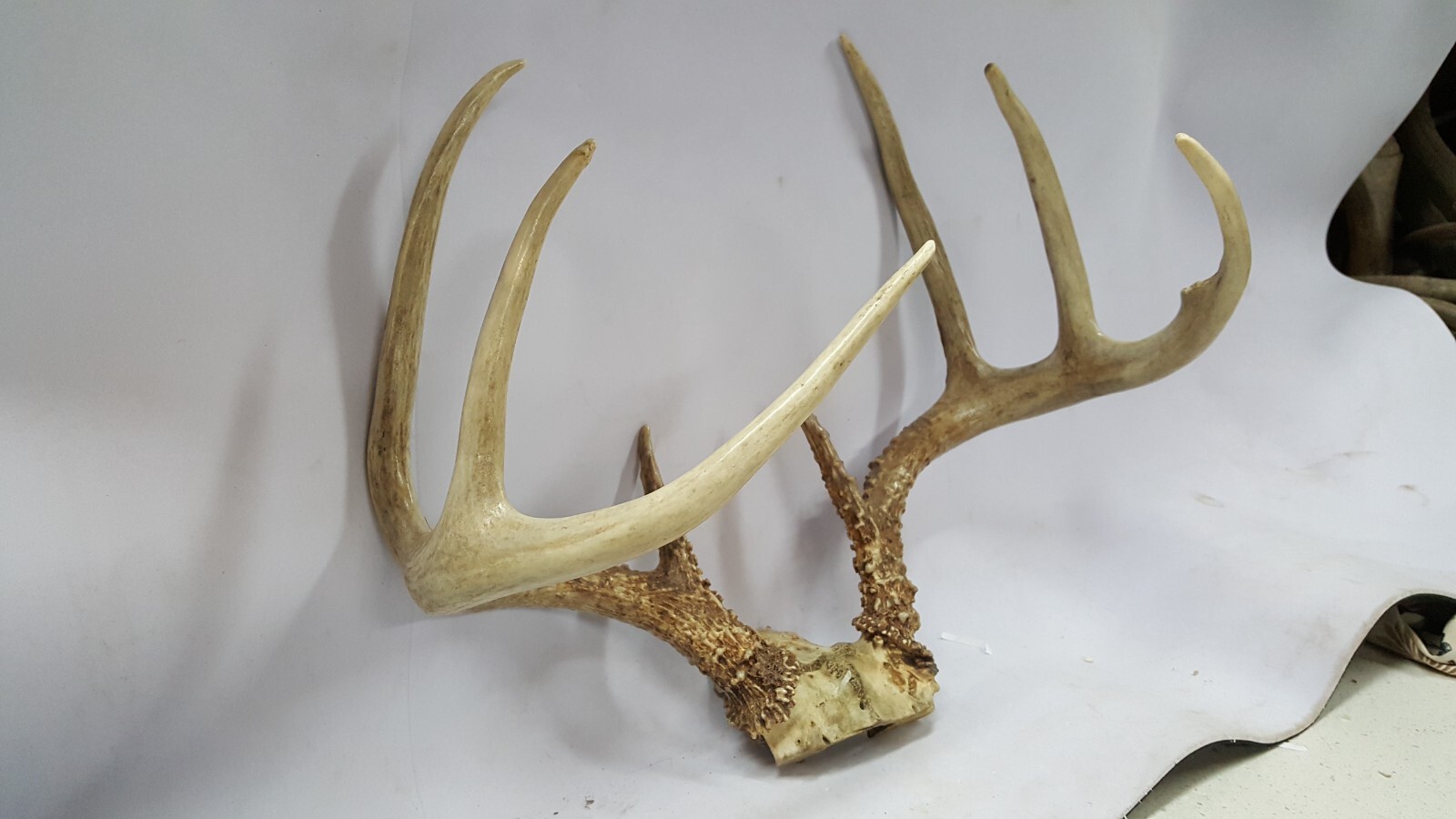 17-0" wide 4x4 WHITETAIL DEER RACK Antlers mule mount taxidermy elk ...