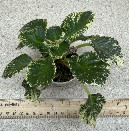 African Violet Plant ~ Imp's Bog Bubbles ~ Variegated Semi Miniature | eBay